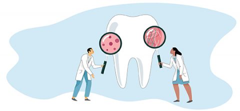 Oral Health Basics - Ontario Dental Association
